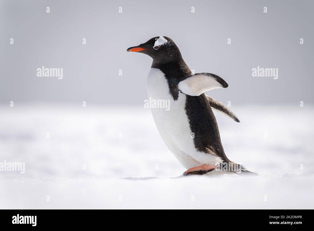 Left facing animal hi-res stock photography and images - Alamy