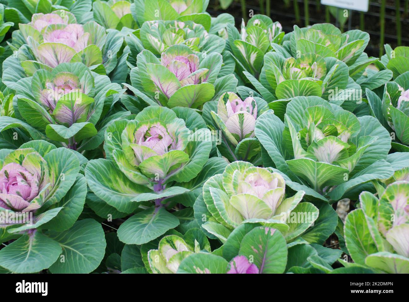 Ornamental cabbage in botanical garden, flowers and plants, environment ...
