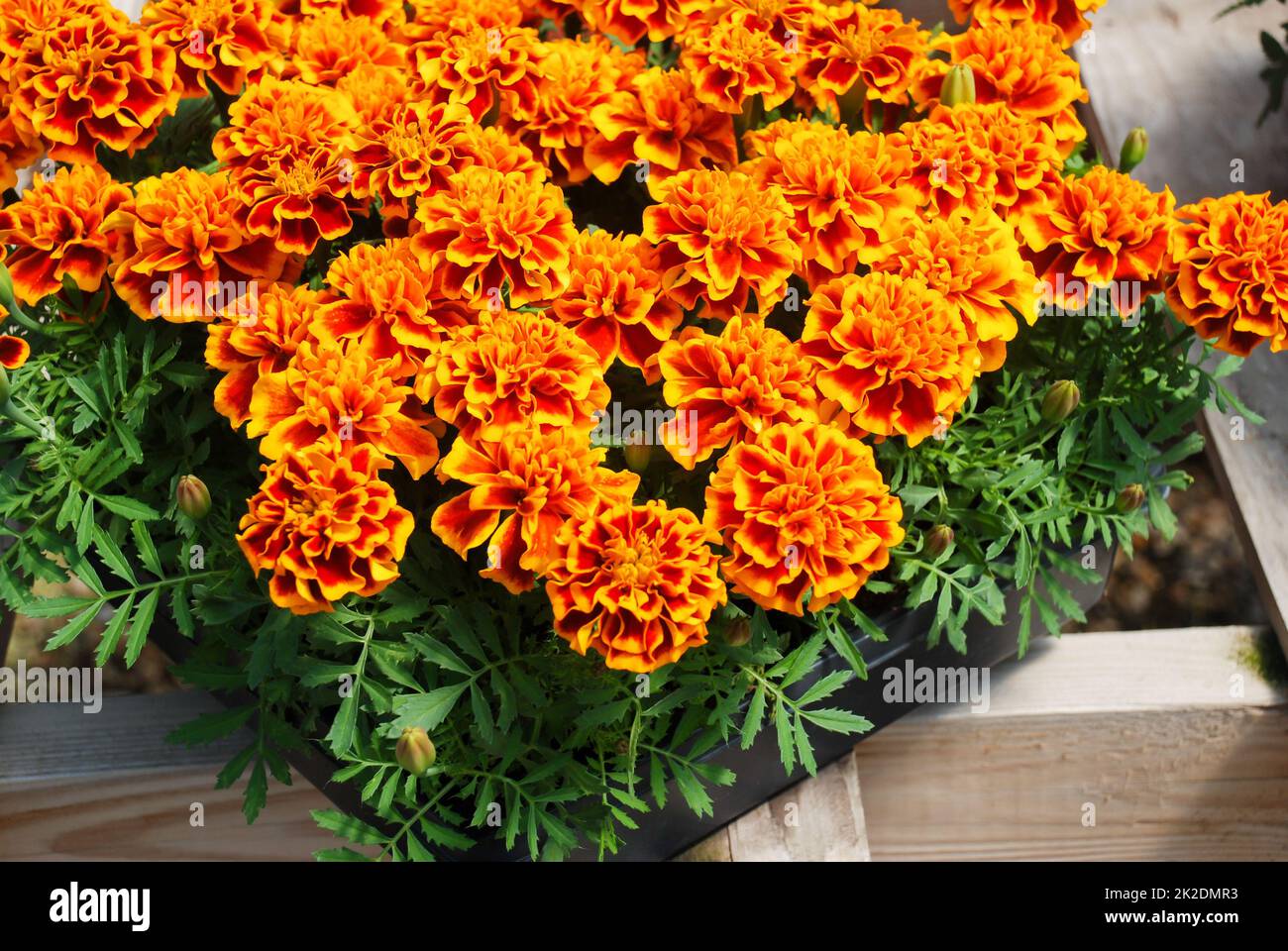 Marigold leaves hi-res stock photography and images - Alamy