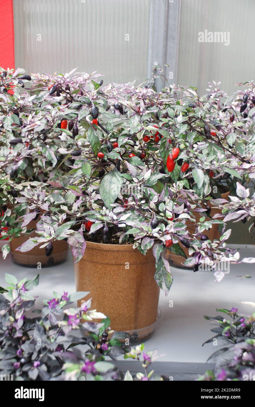 Ornamental pepper (dwarf pepper, Capsicum annuum), potted pepper Stock ...