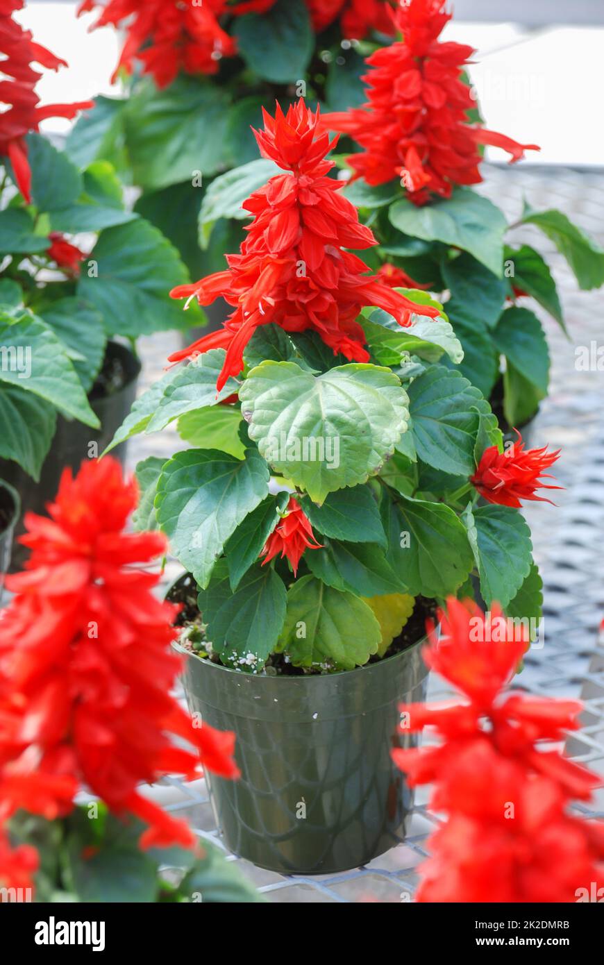 Red Salvia Splendens, Red flower plants in the black tray Stock Photo ...