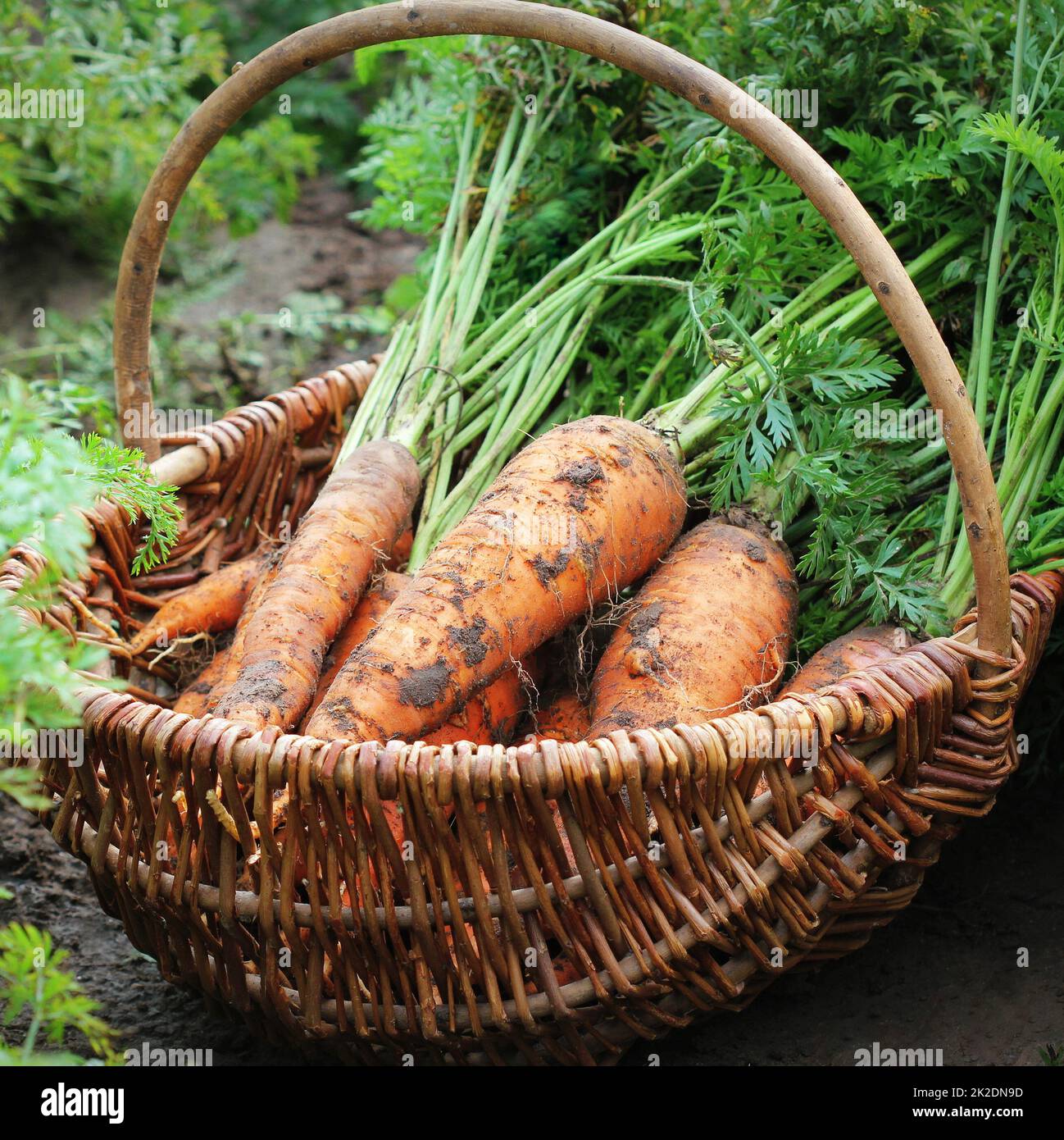 Harvesting carrots. Fresh carrots lying in basket. Fresh carrots picked ...