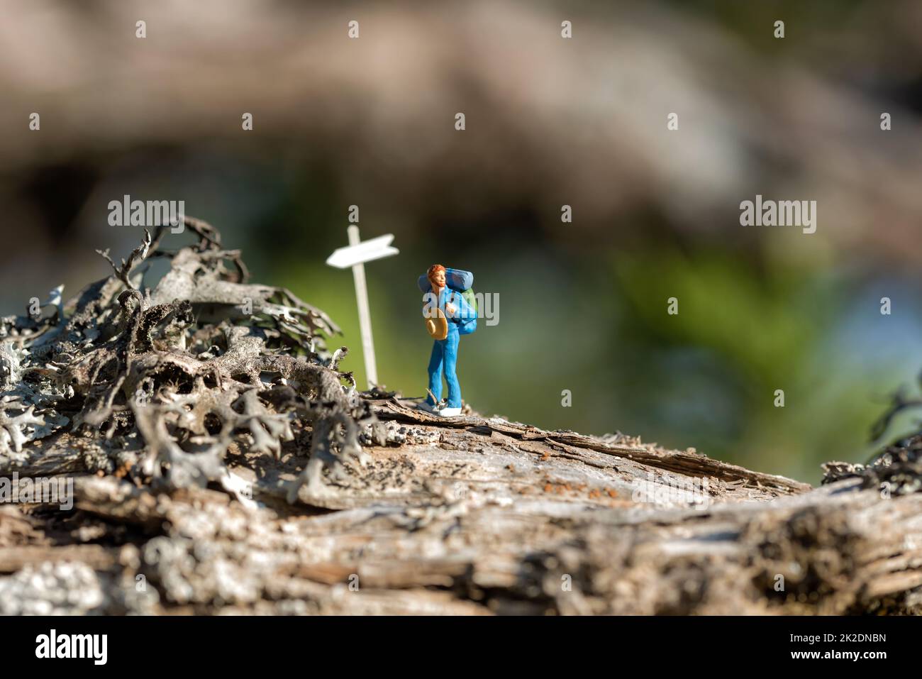 Hiker with backpack looks at directional way signs arrow in a forest ...