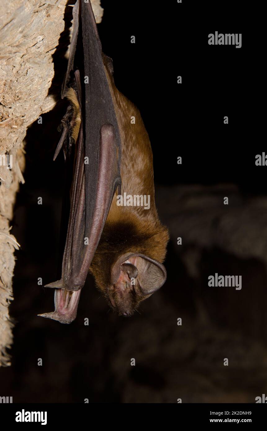 Greater noctule bat Stock Photo - Alamy