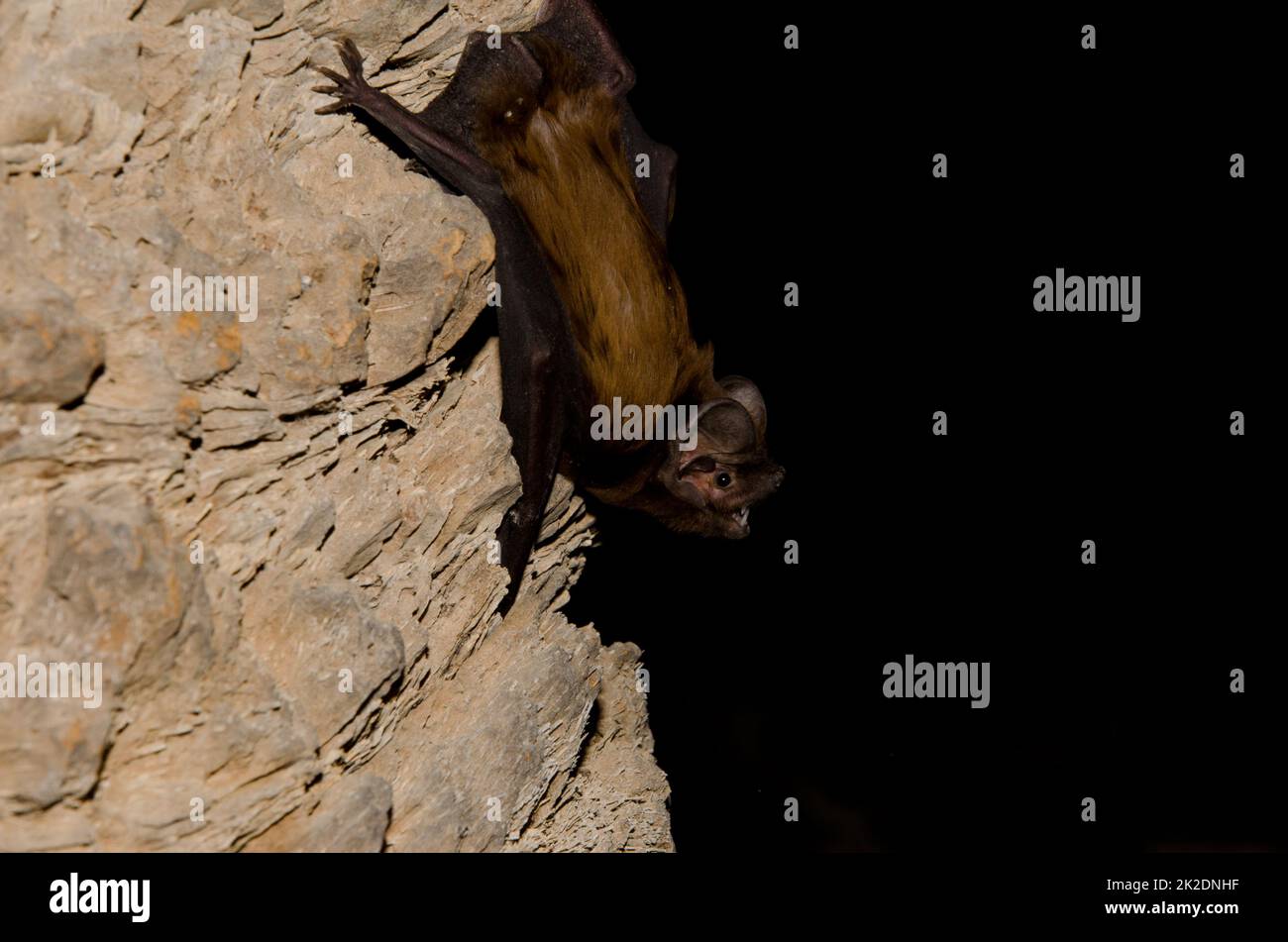 Greater noctule bat Stock Photo - Alamy