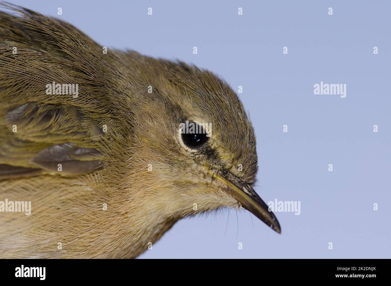 Canary Islands chiffchaff Stock Photo - Alamy