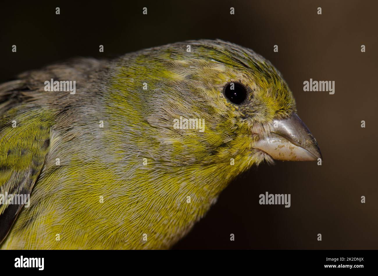 Atlantic canary (serinus canaria) hi-res stock photography and images ...
