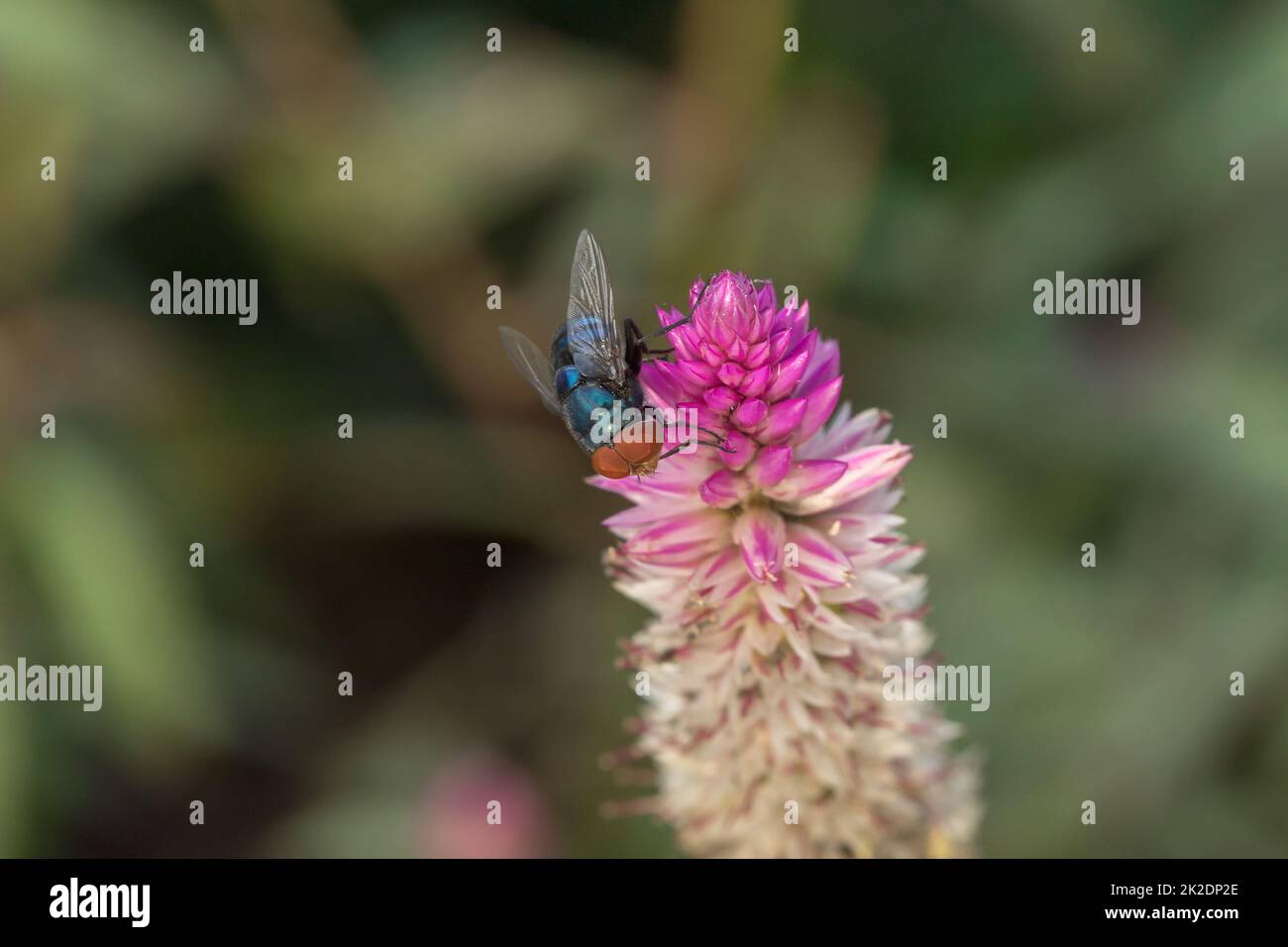 Blow Fly is on a purple flower. We can see it easily in the daytime ...