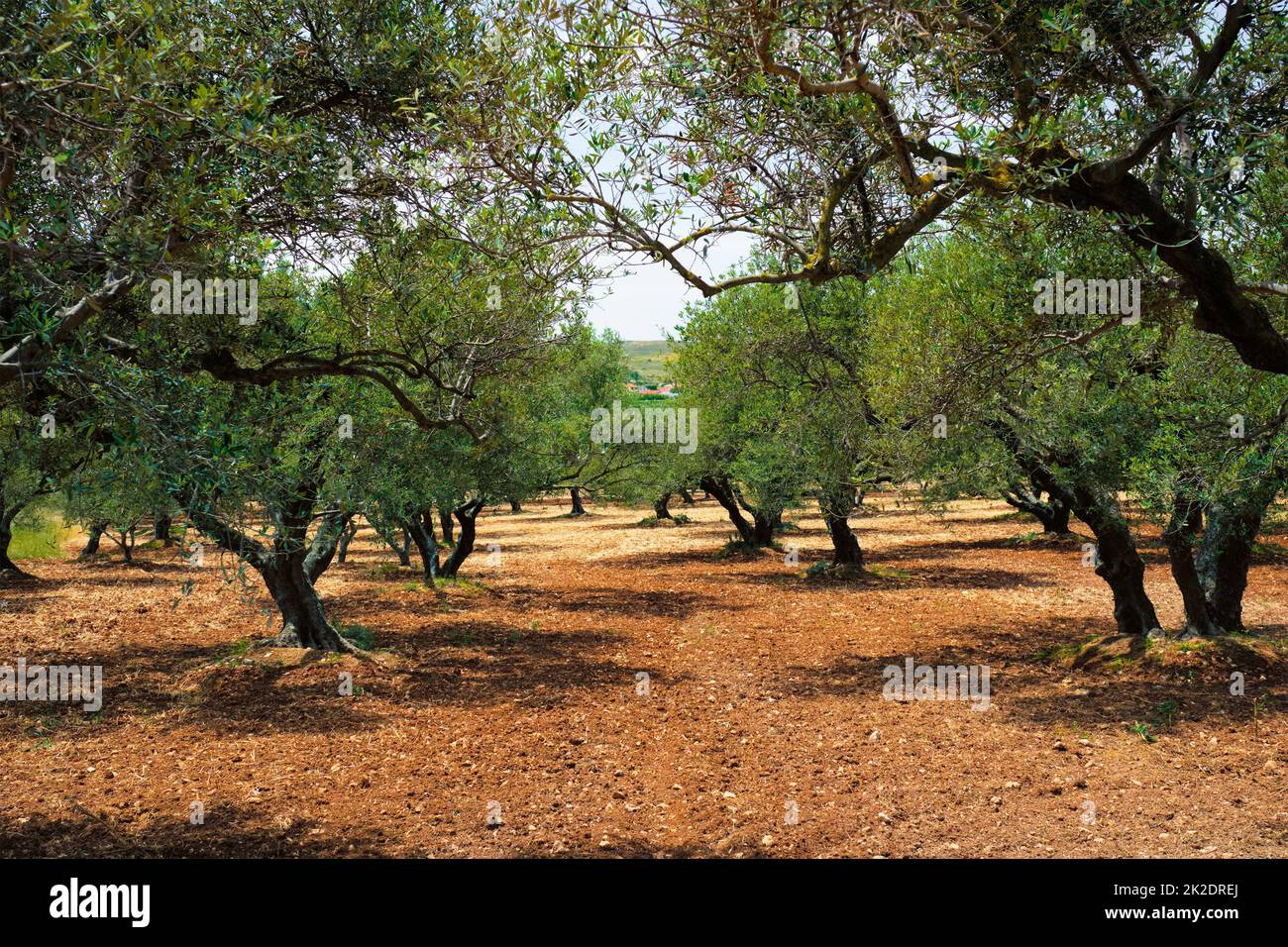 Olive trees Olea europaea in Crete, Greece for olive oil production ...