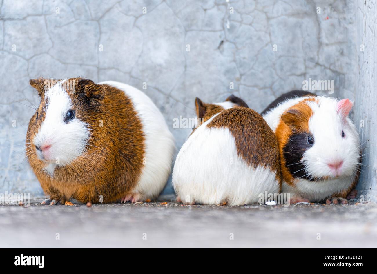 Tenjiku mouse hi-res stock photography and images - Alamy