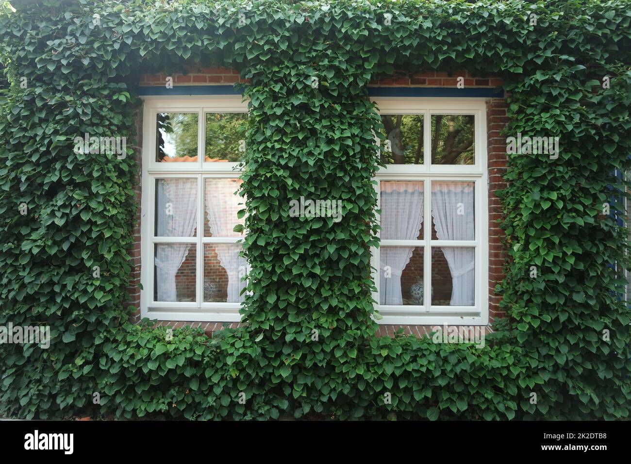 Window in a wall overgrown with ivy Stock Photo - Alamy