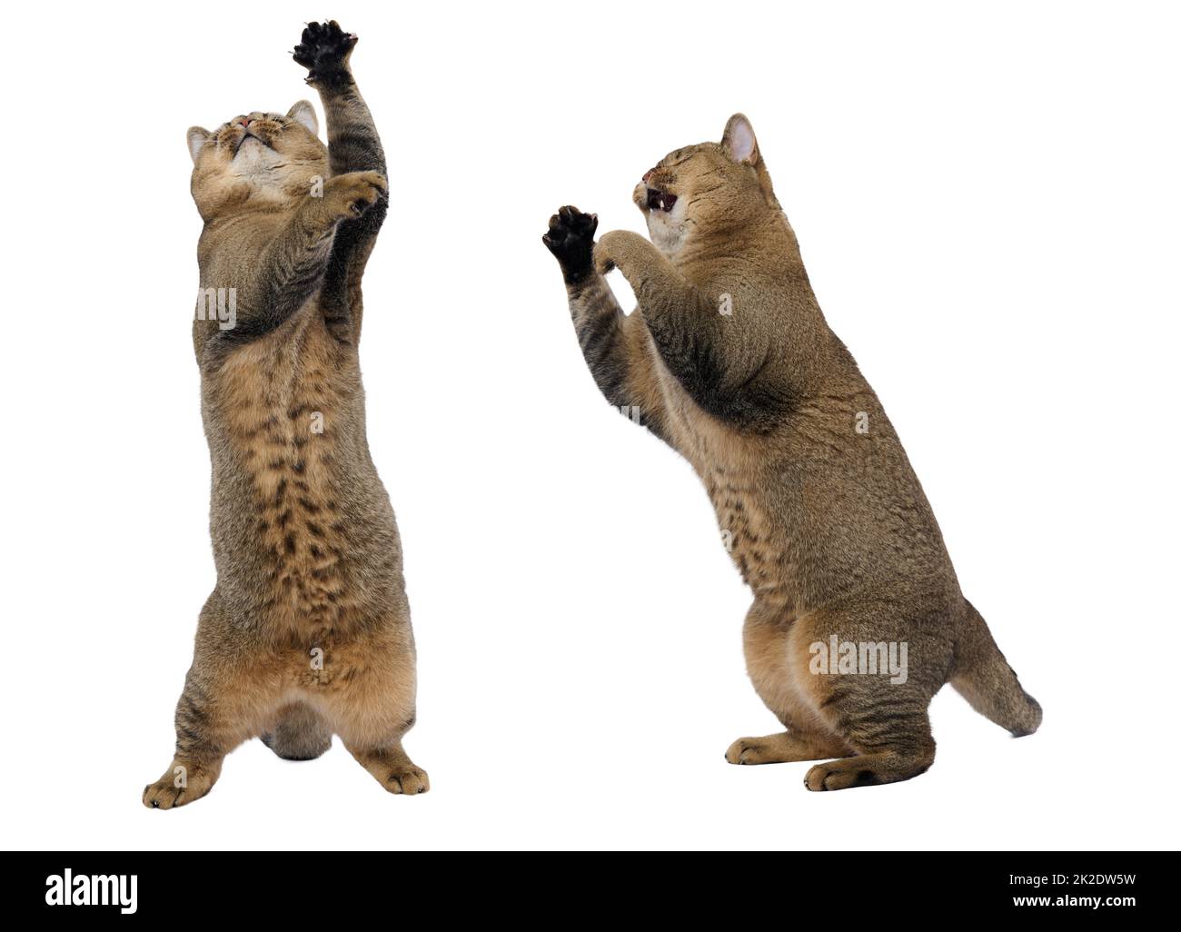 Stood up Cut Out Stock Images & Pictures - Alamy