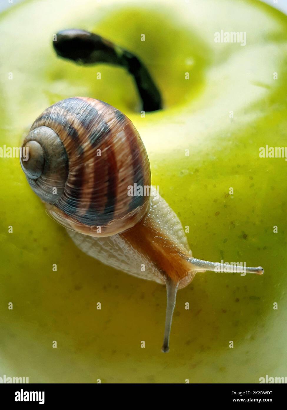 Grape snail on an apple Stock Photo - Alamy