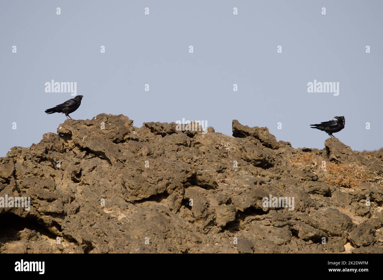 Canary Islands ravens Stock Photo - Alamy