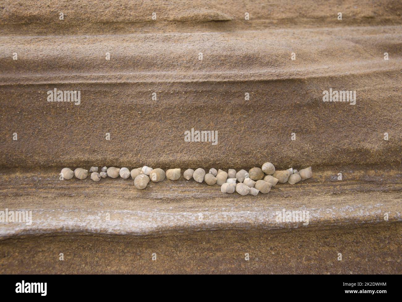 Periwinkles Tectarius striatus Stock Photo - Alamy