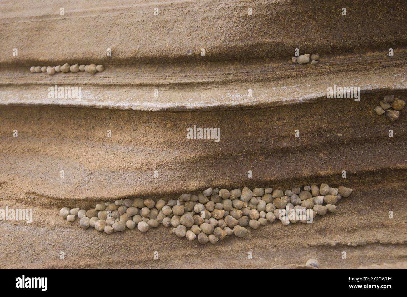 Periwinkles Tectarius striatus Stock Photo - Alamy