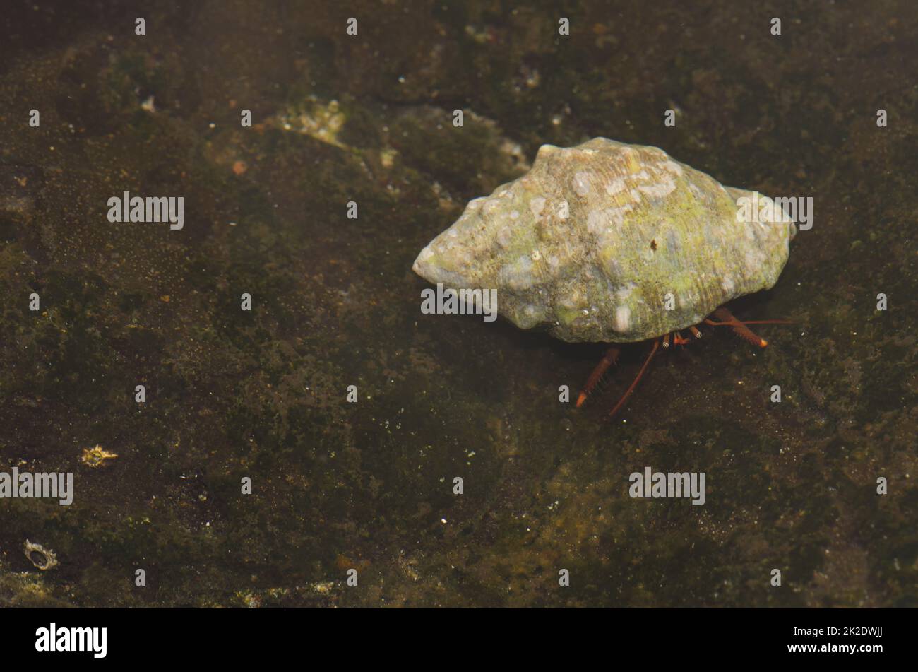 Hermit crab occupying a red-mouthed rock shell Stock Photo - Alamy