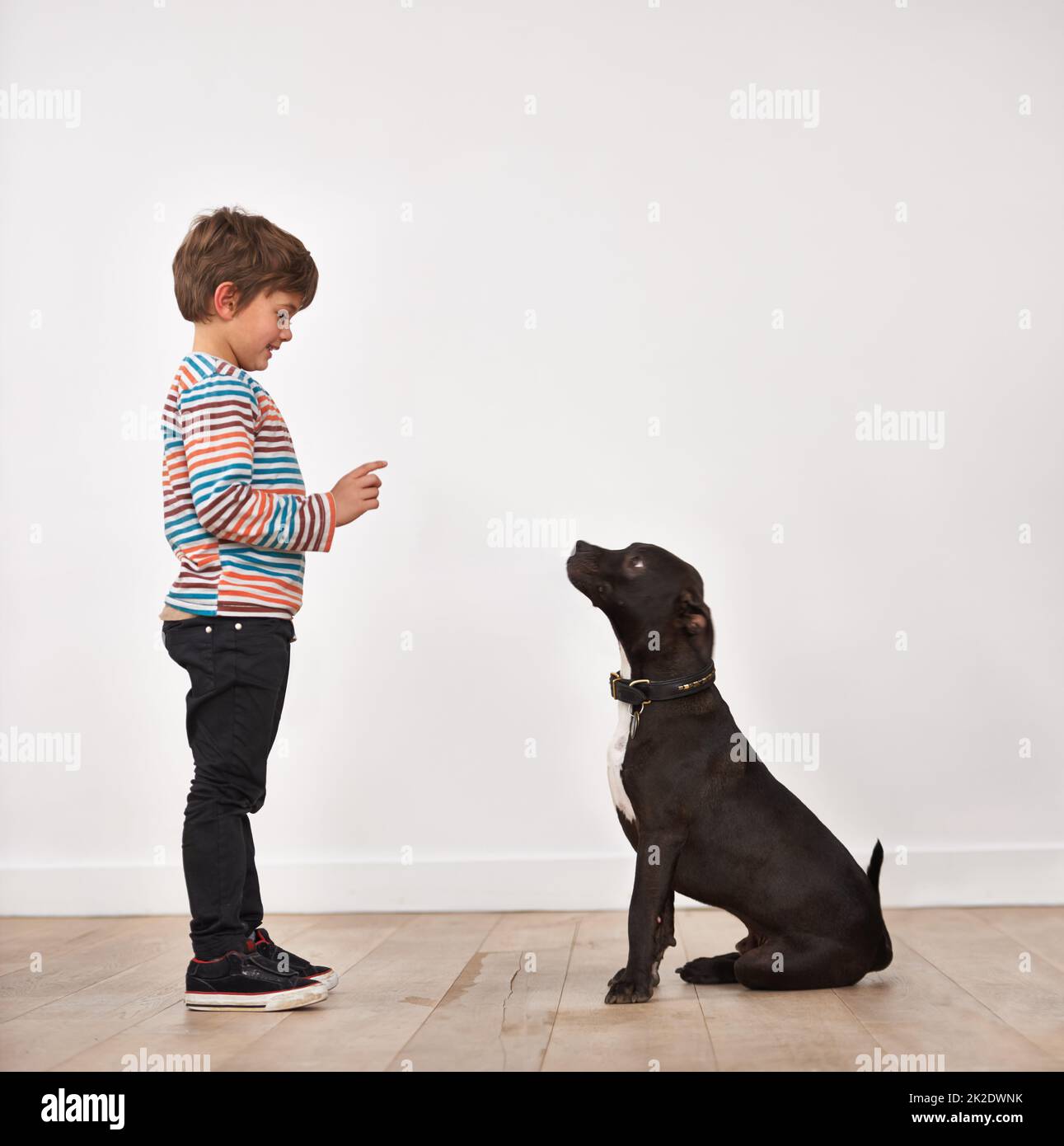 Positive training with a dog hi-res stock photography and images - Alamy