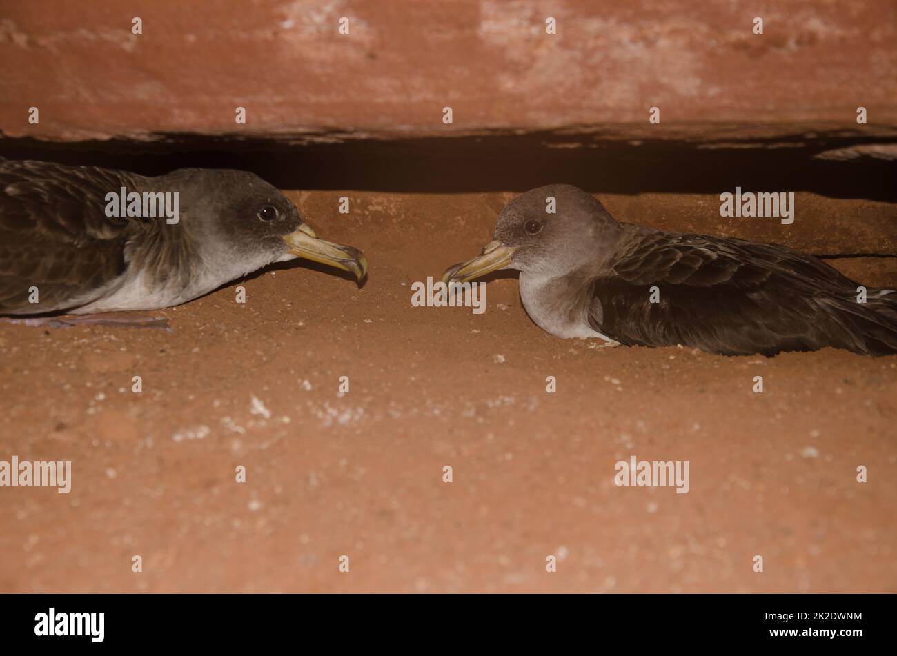 Cory's shearwaters Calonectris borealis Stock Photo - Alamy