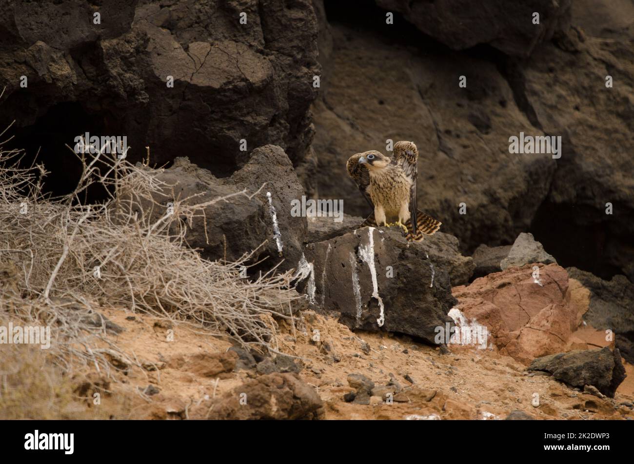 Eleonora's falcon Falco eleonorae Stock Photo - Alamy