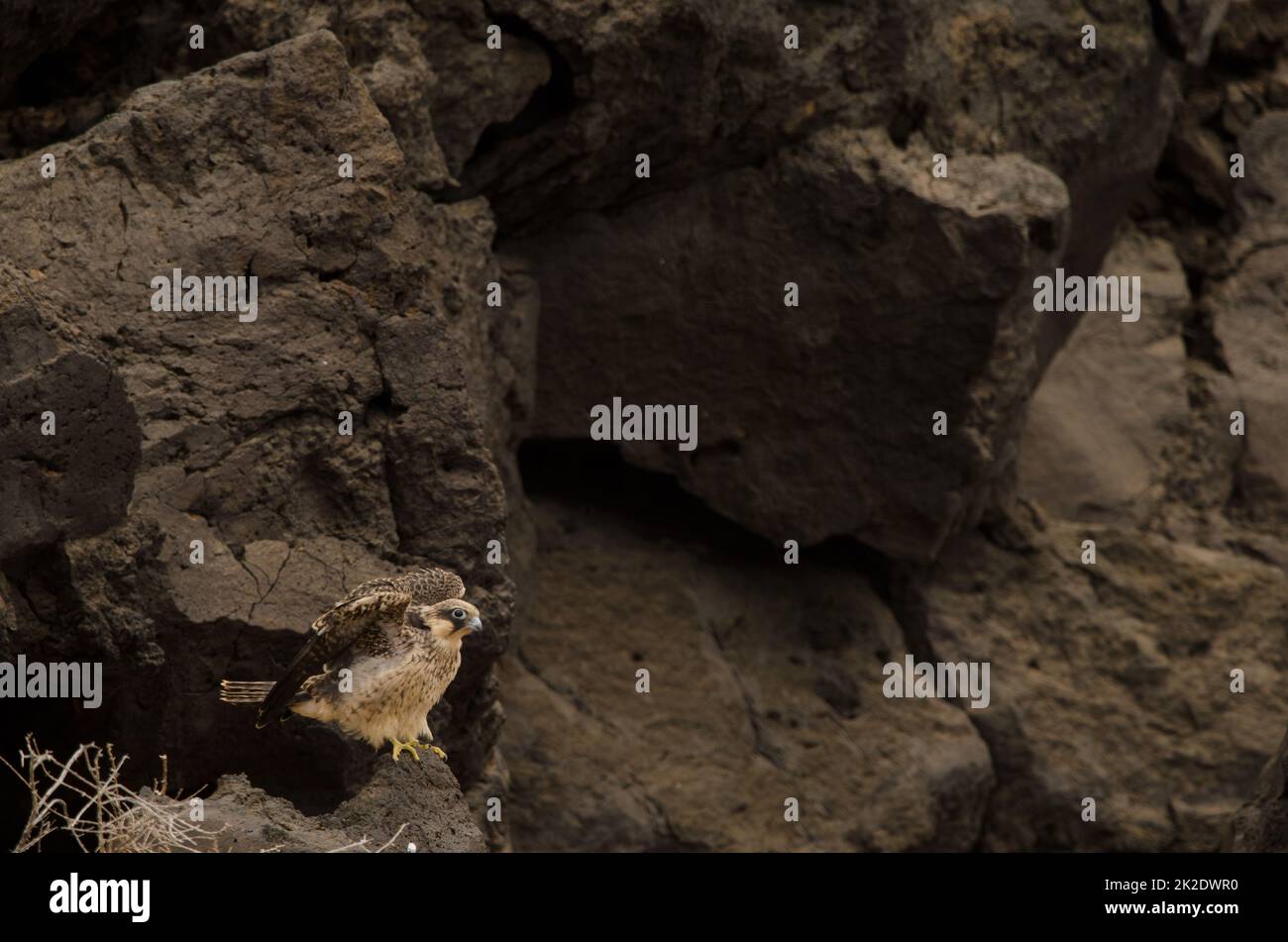 Eleonora's falcon Falco eleonorae Stock Photo - Alamy
