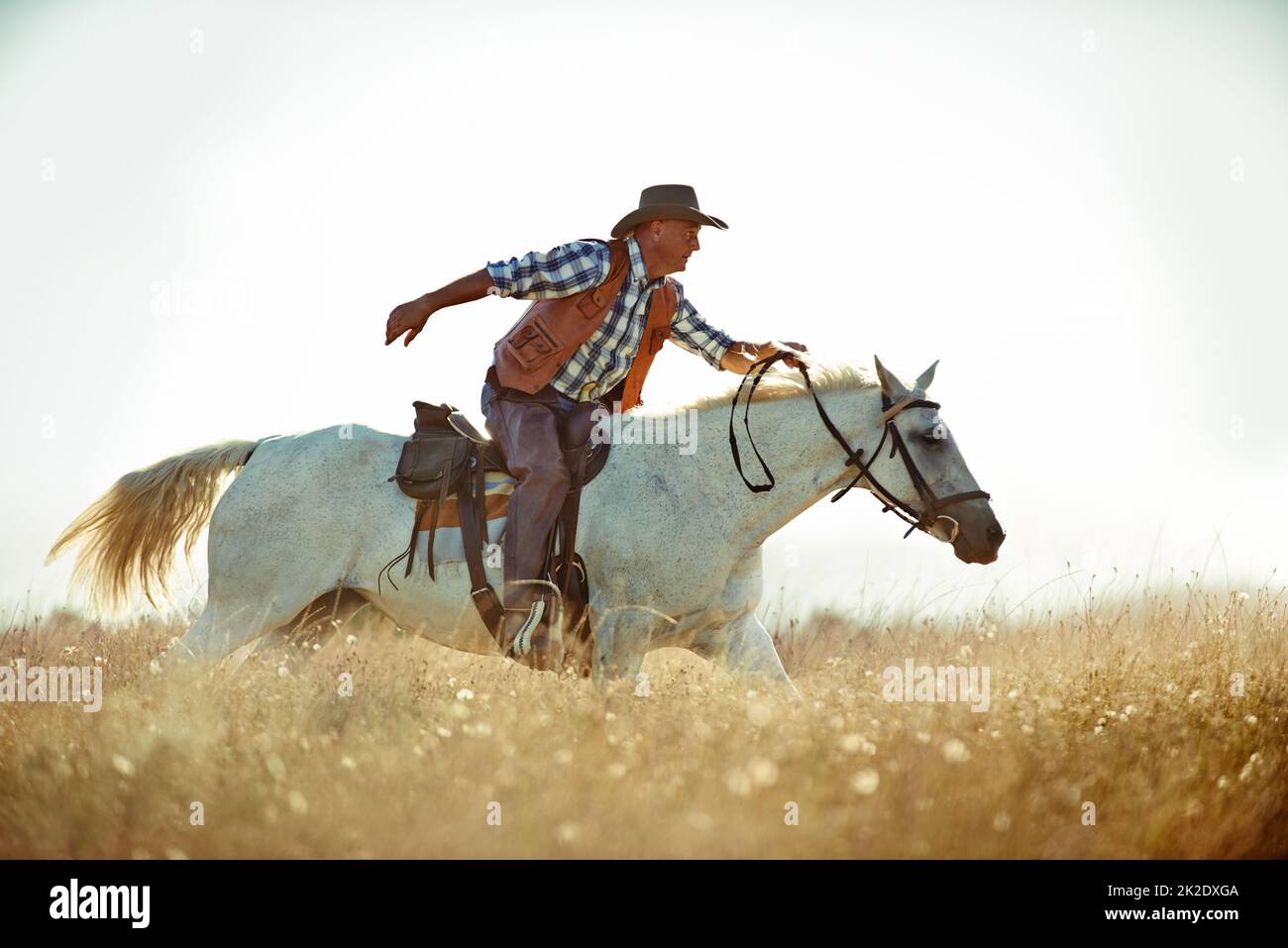 Cowboy horse field hi-res stock photography and images - Alamy
