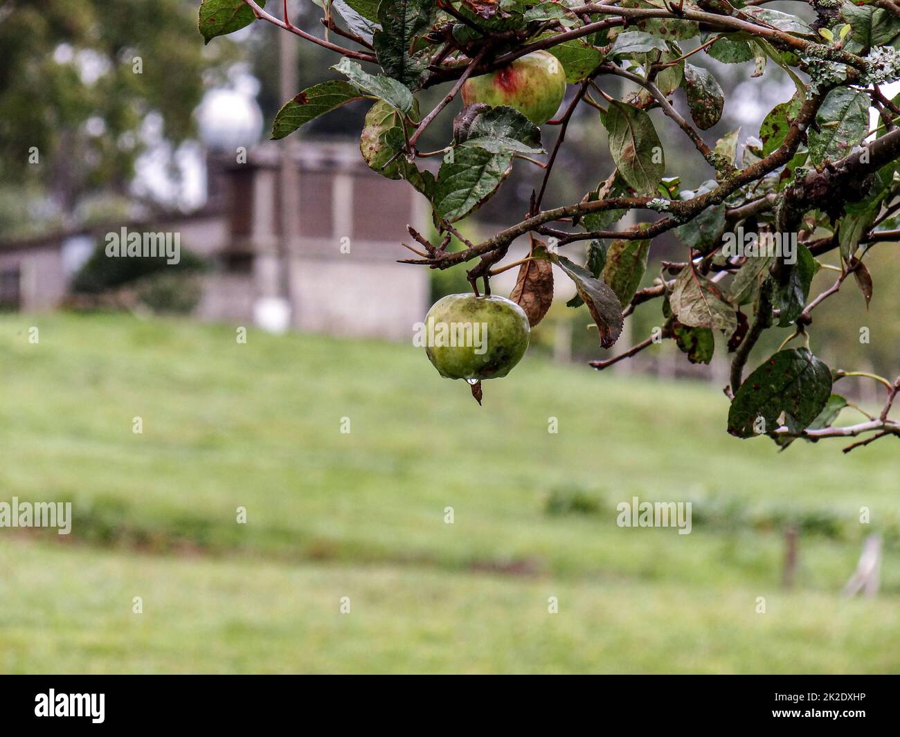 The apple hanging from the tree Stock Photo - Alamy