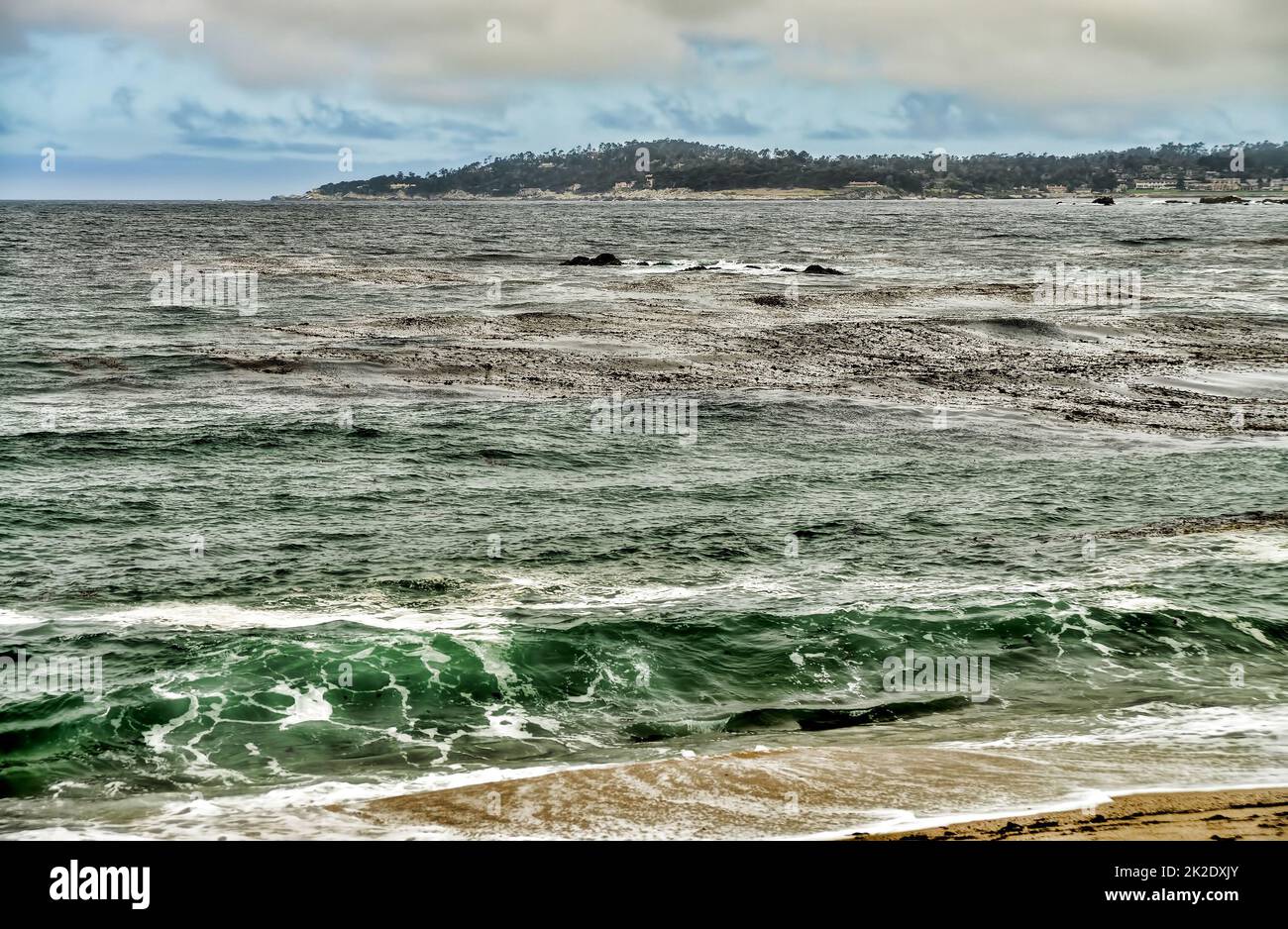 Asilomar tree hi-res stock photography and images - Alamy