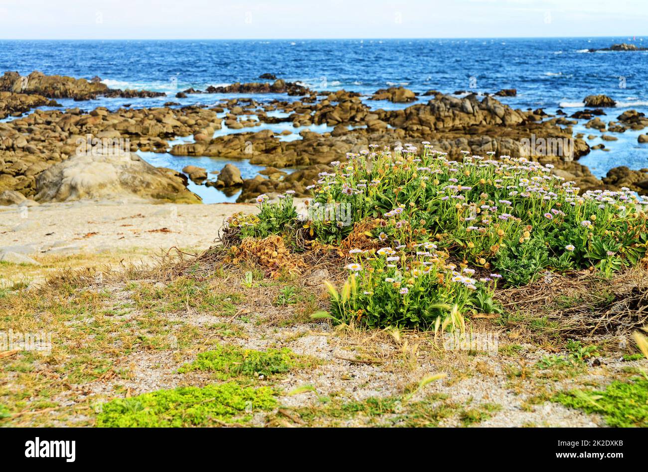 Asilomar tree hi-res stock photography and images - Alamy