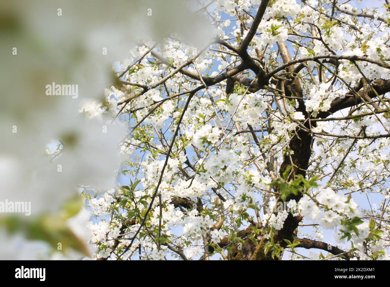 Beautiful branch of blossoming tree in spring Stock Photo - Alamy
