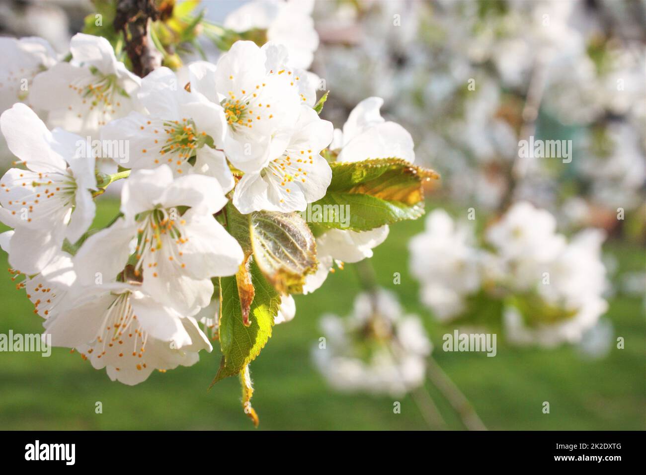 Beautiful nature view of spring flowering trees on blurred background ...