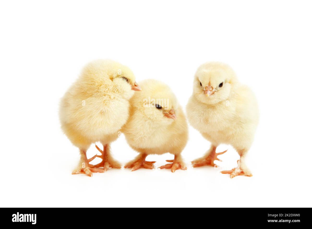 Little cute baby chick for easter. Yellow newborn baby chick Stock ...