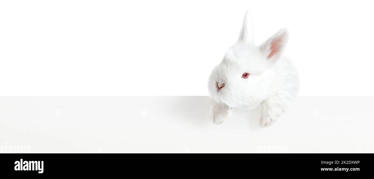 Funny Easter bunny. Happy Easter holiday concept Stock Photo - Alamy