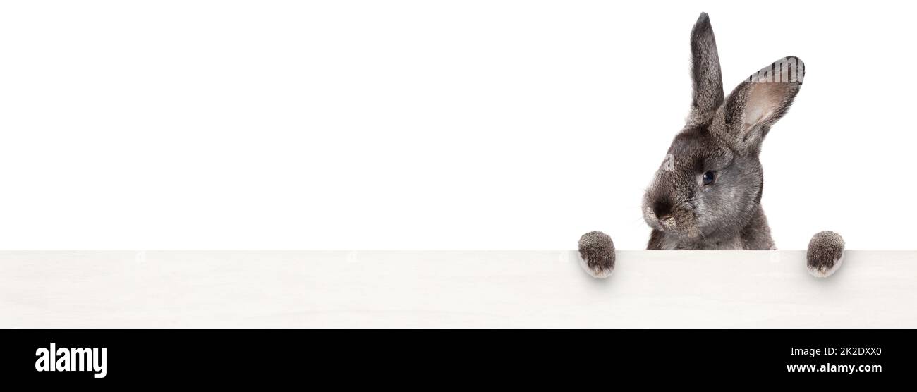 Funny Easter bunny. Happy Easter holiday concept Stock Photo - Alamy