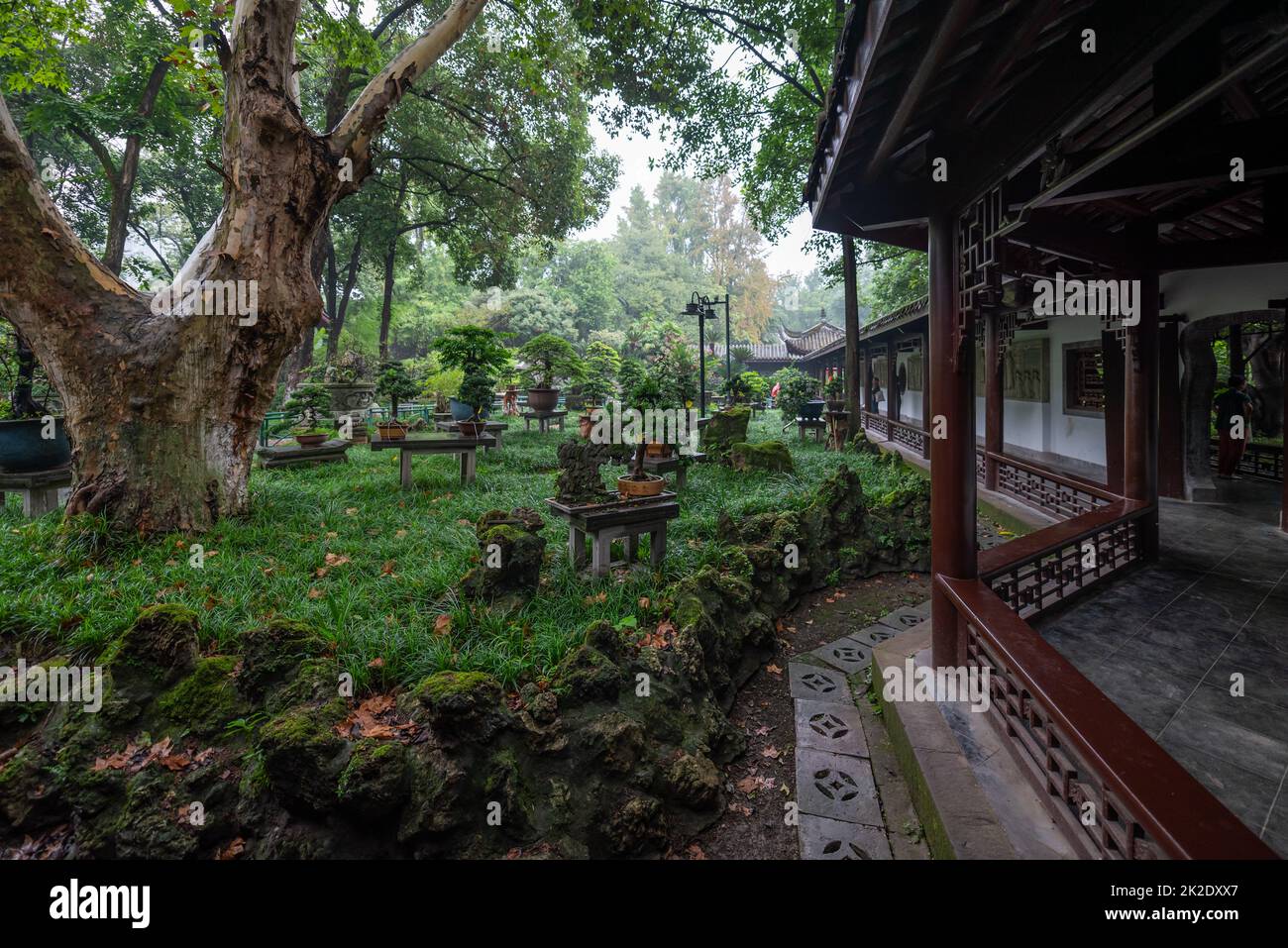 Bonsai trees garden in Chengdu people's park Stock Photo - Alamy