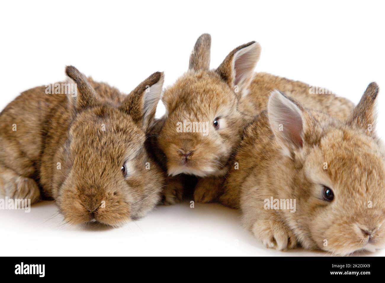 Funny Easter bunny. Happy Easter holiday concept Stock Photo - Alamy