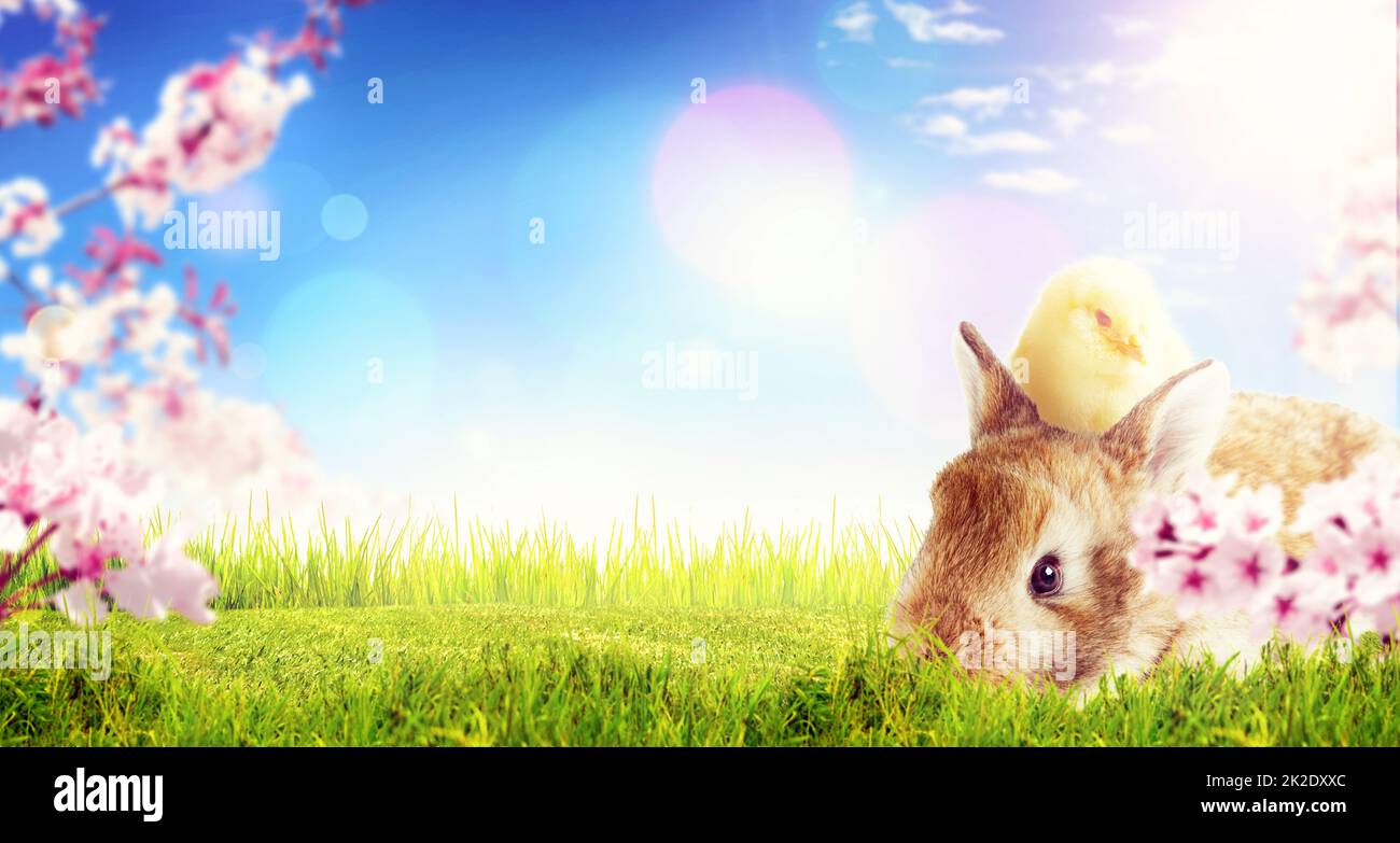 Funny Easter bunny. Happy Easter holiday concept Stock Photo - Alamy