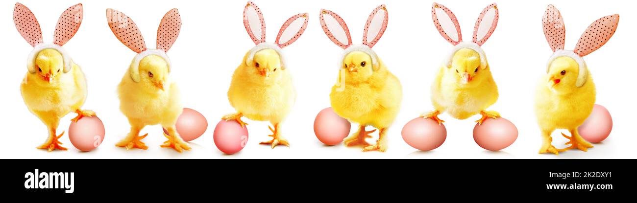 Little cute newborn baby chick for Easter celebration Stock Photo - Alamy