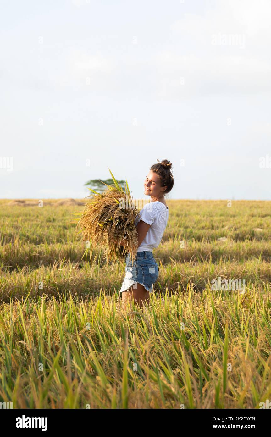 Happy woman farmer during harvesting on the rice field Stock Photo - Alamy