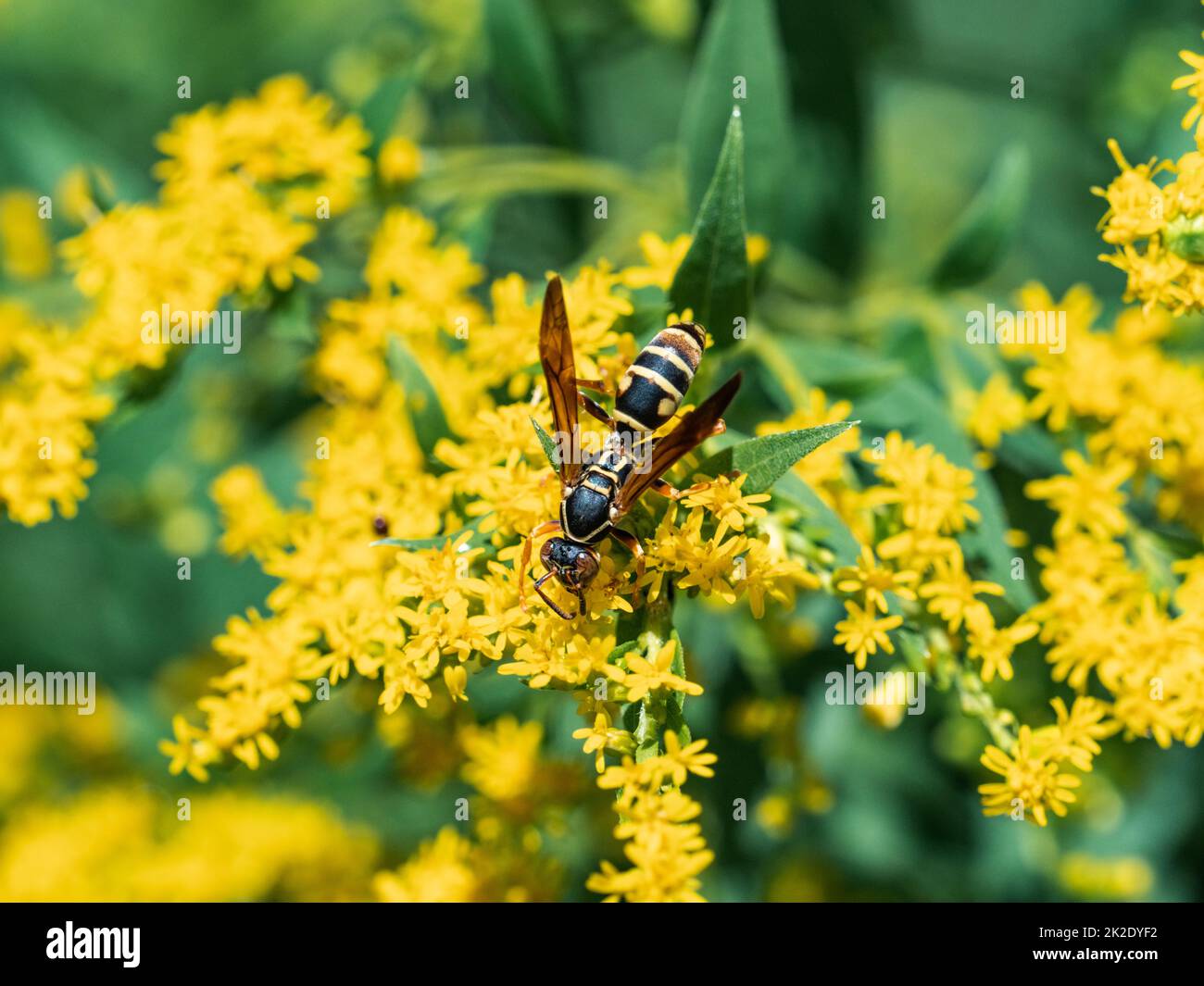 Dark Paper Wasp, Polistes fuscatus, on small bright yellow flowers in ...
