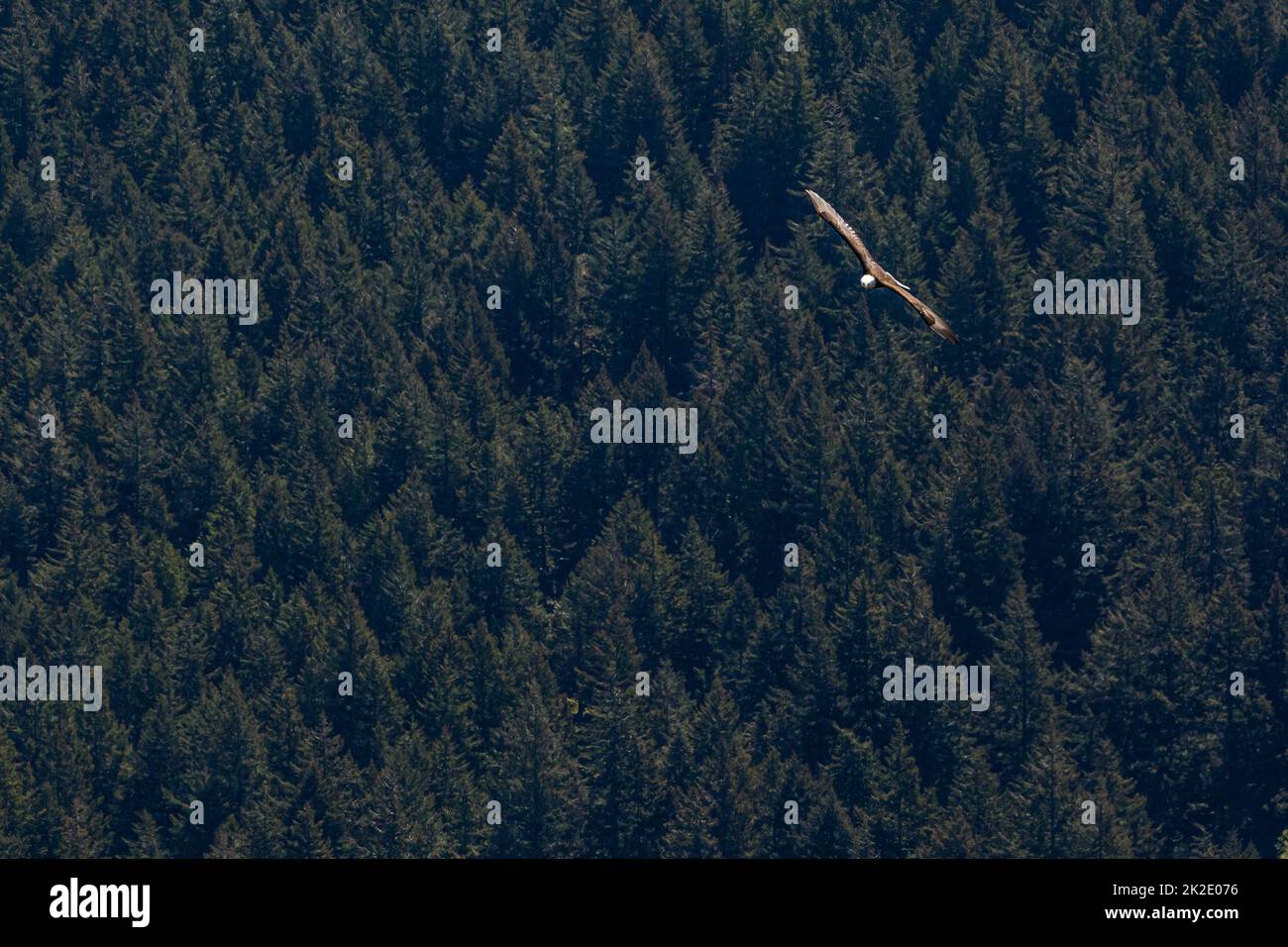 Bald eagle state park animal hi-res stock photography and images - Alamy