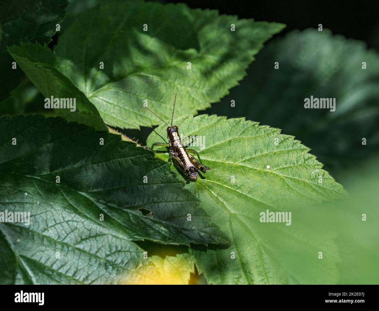 Wingless mountain grasshopper hi-res stock photography and images - Alamy