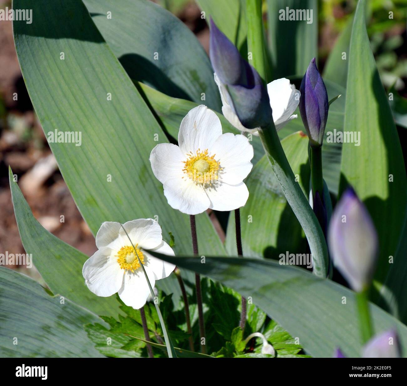 Beautiful white anemone flowers hi-res stock photography and images - Alamy