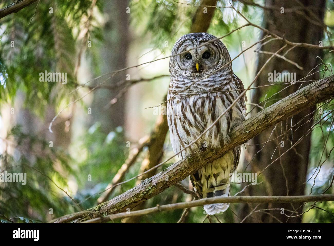 A Barred Owl perched in a tree, Moran State Park, Orcas Island ...