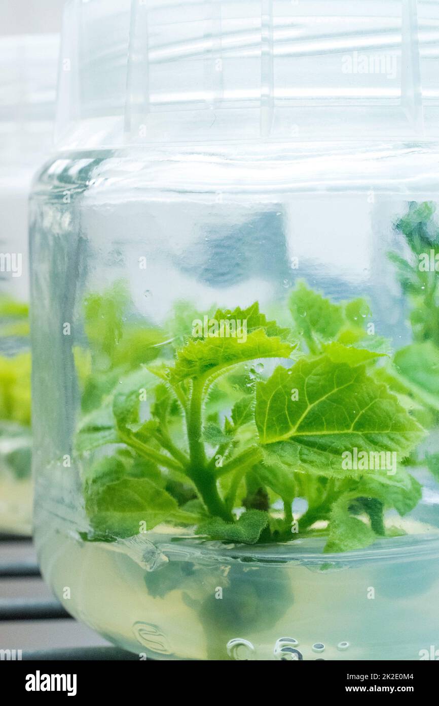Micropropagation of plants iin vitro concept Stock Photo - Alamy