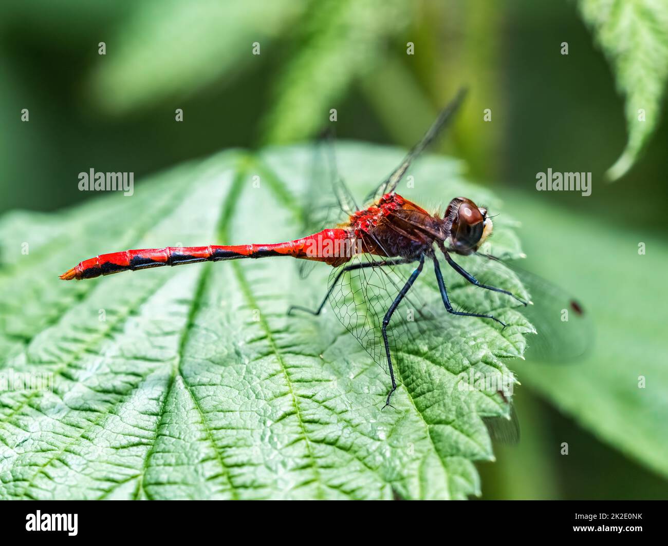White-faced Meadowhawk, Sympetrum obtrusum, resting on a leaf Fish ...