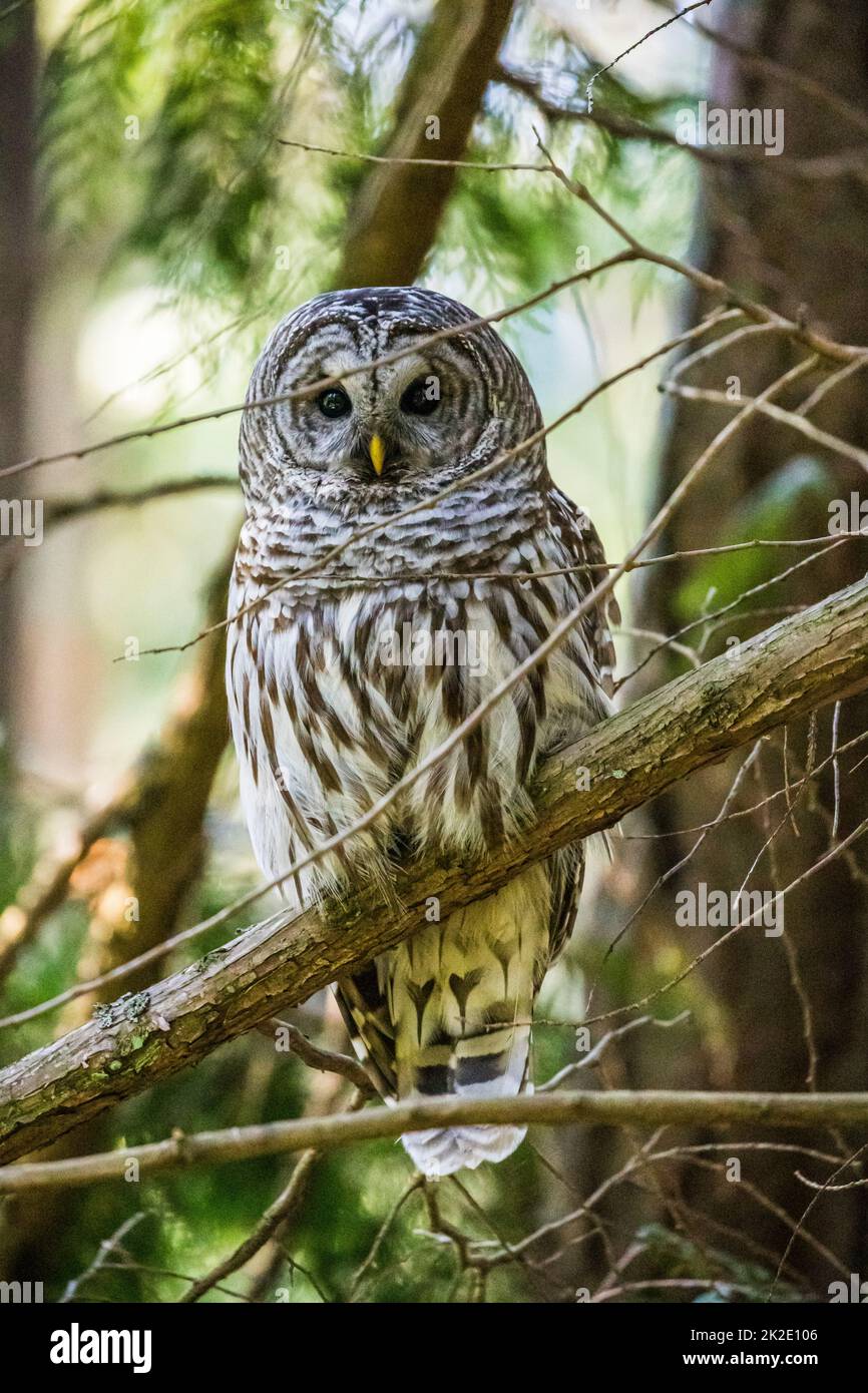A Barred Owl perched in a tree, Moran State Park, Orcas Island ...