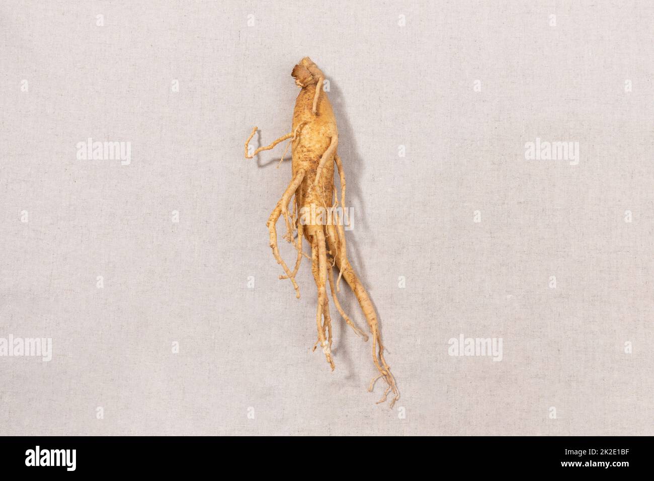 oriental, medicinal root plant, fresh ginseng Stock Photo - Alamy