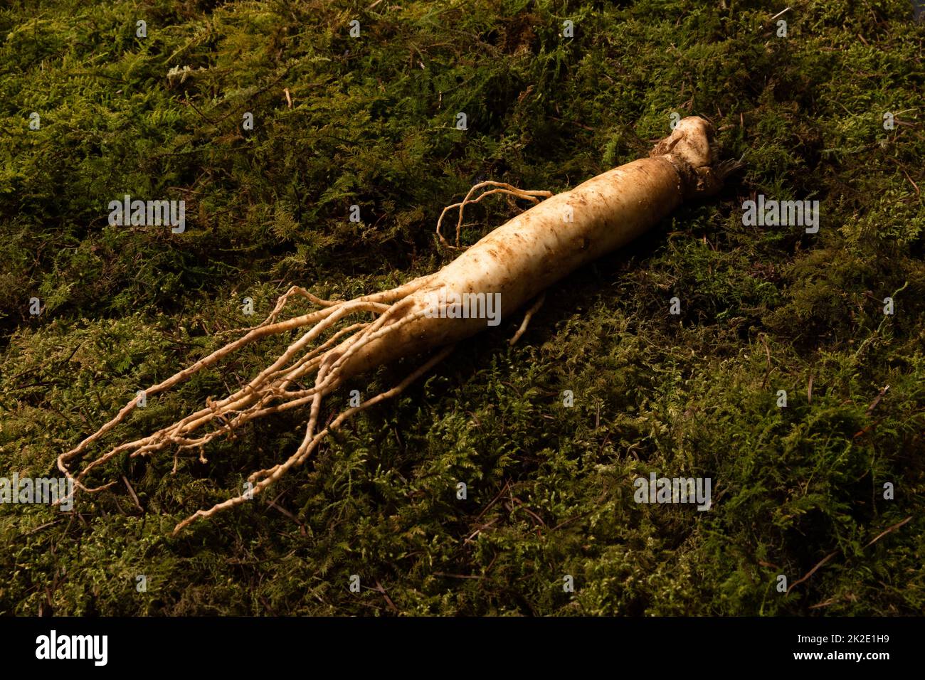 oriental, medicinal root plant, fresh ginseng Stock Photo - Alamy