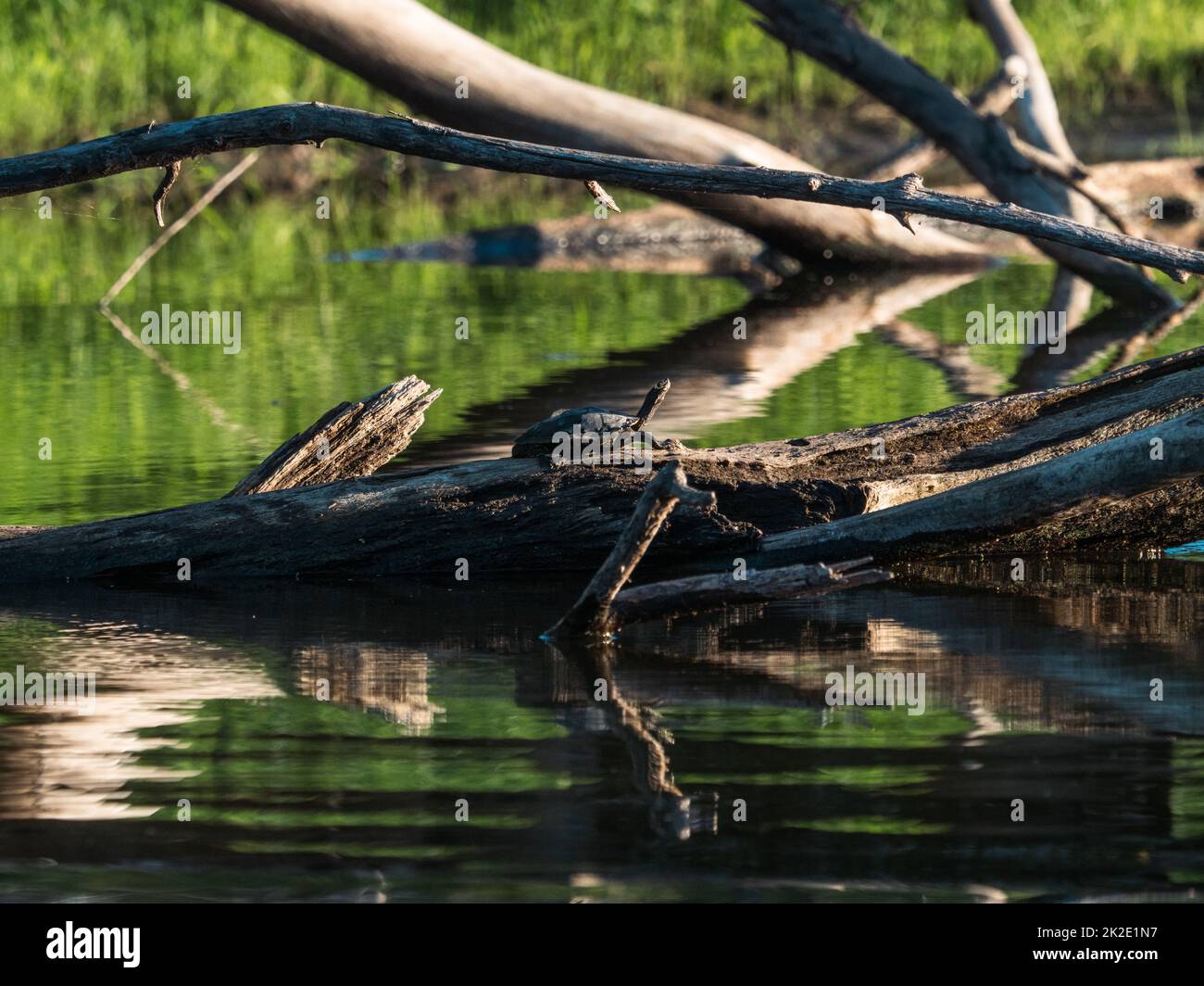 An ouachita map turtle, Graptemys ouachitensis, rest on a fallen log in ...